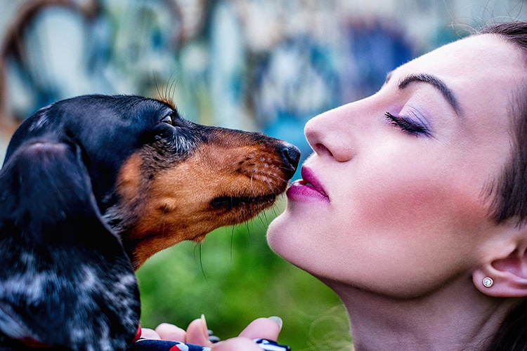 Resolving Behavioral Problems In Dachshund - Floppy The Dachshund
