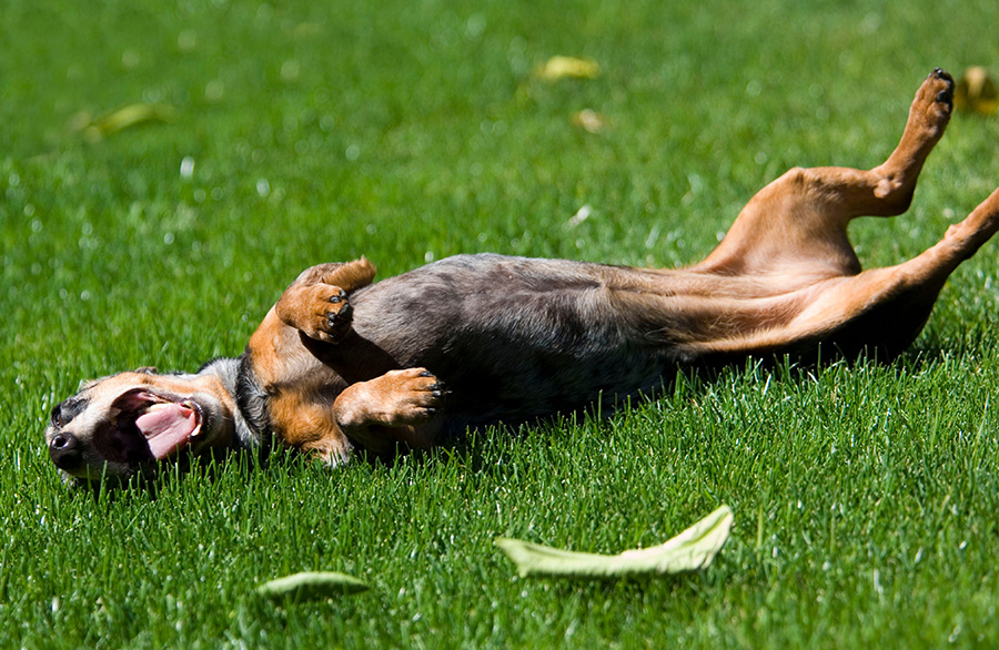 Dachshund's Body Language Explained - Floppy The Dachshund