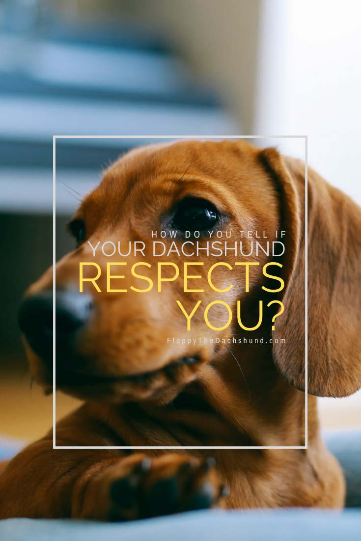 How Do You Tell If Your Dog Respects You? - Floppy The Dachshund