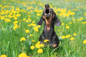 Why Do Dachshunds Howl? - Floppy The Dachshund