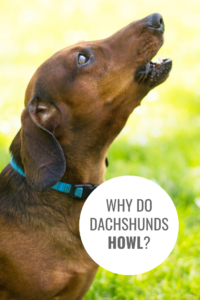 Why Do Dachshunds Howl? - Floppy The Dachshund