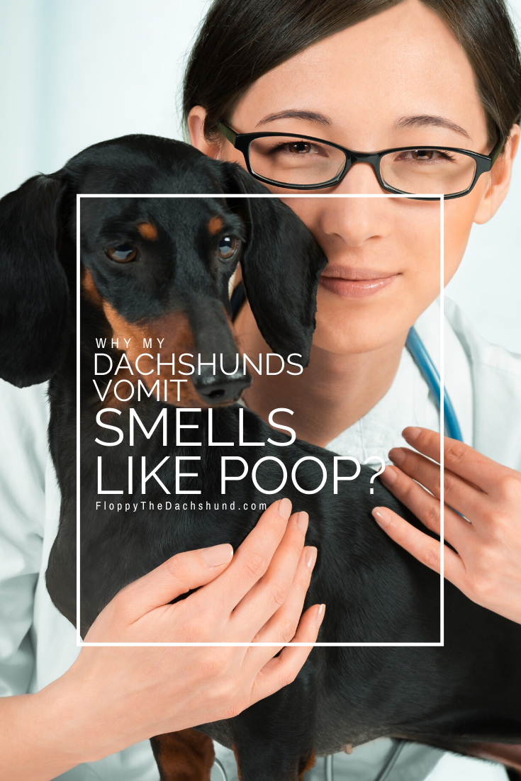 Why Does My Dog's Vomit Smell Like Poop? - Floppy The Dachshund