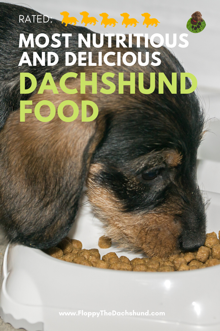 Most Nutritious And Delicious Dachshund Food Products Available On The ...
