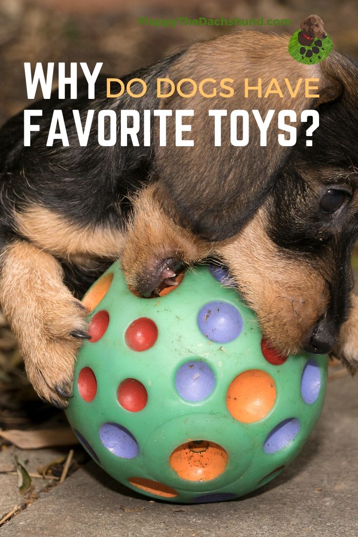 Why Do Dogs Have Favorite Toys? - Floppy The Dachshund