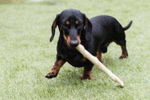 Why Does My Dog Chew On Rocks? - Floppy The Dachshund
