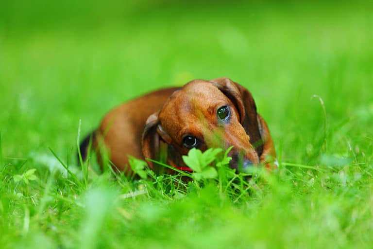 Why Does My Dog Chew On Rocks? - Floppy The Dachshund