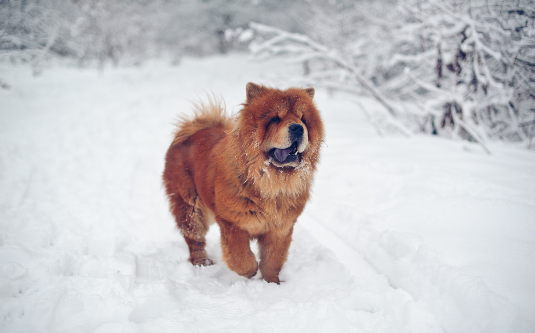 Most Expensive Dog Breeds - Floppy The Dachshund