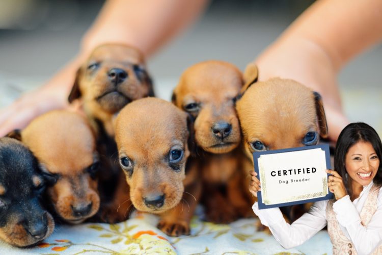 Why Do Dachshunds Howl? - Floppy The Dachshund