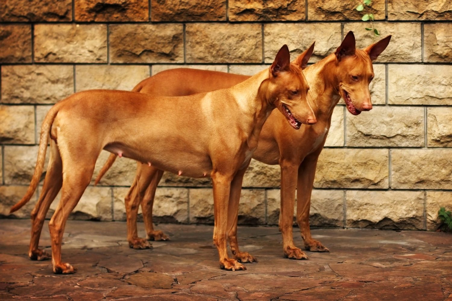 The List of Things Dogs Hates the Most - Floppy The Dachshund
